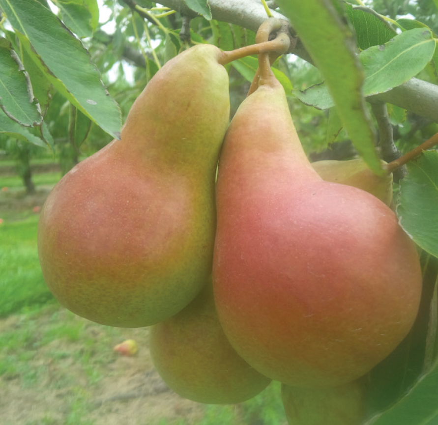 Dewdrop pear is available for licensing - Vineland Research and ...